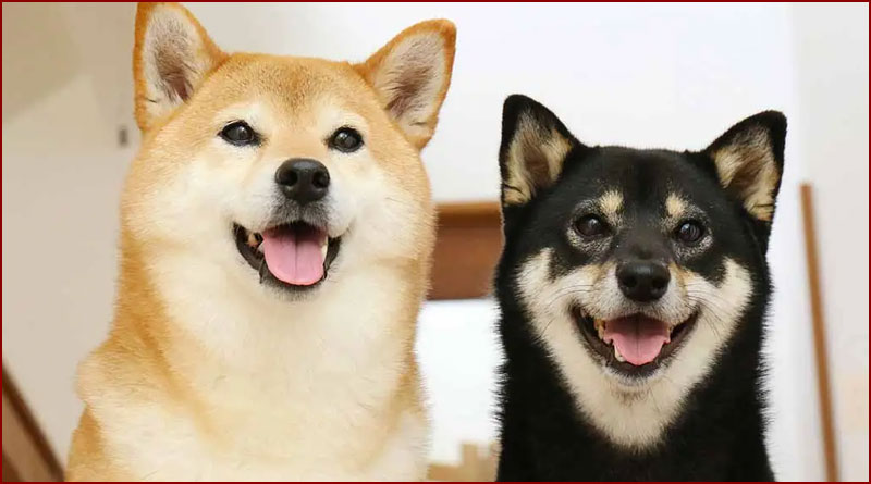 [Animal] Shiba Inu
